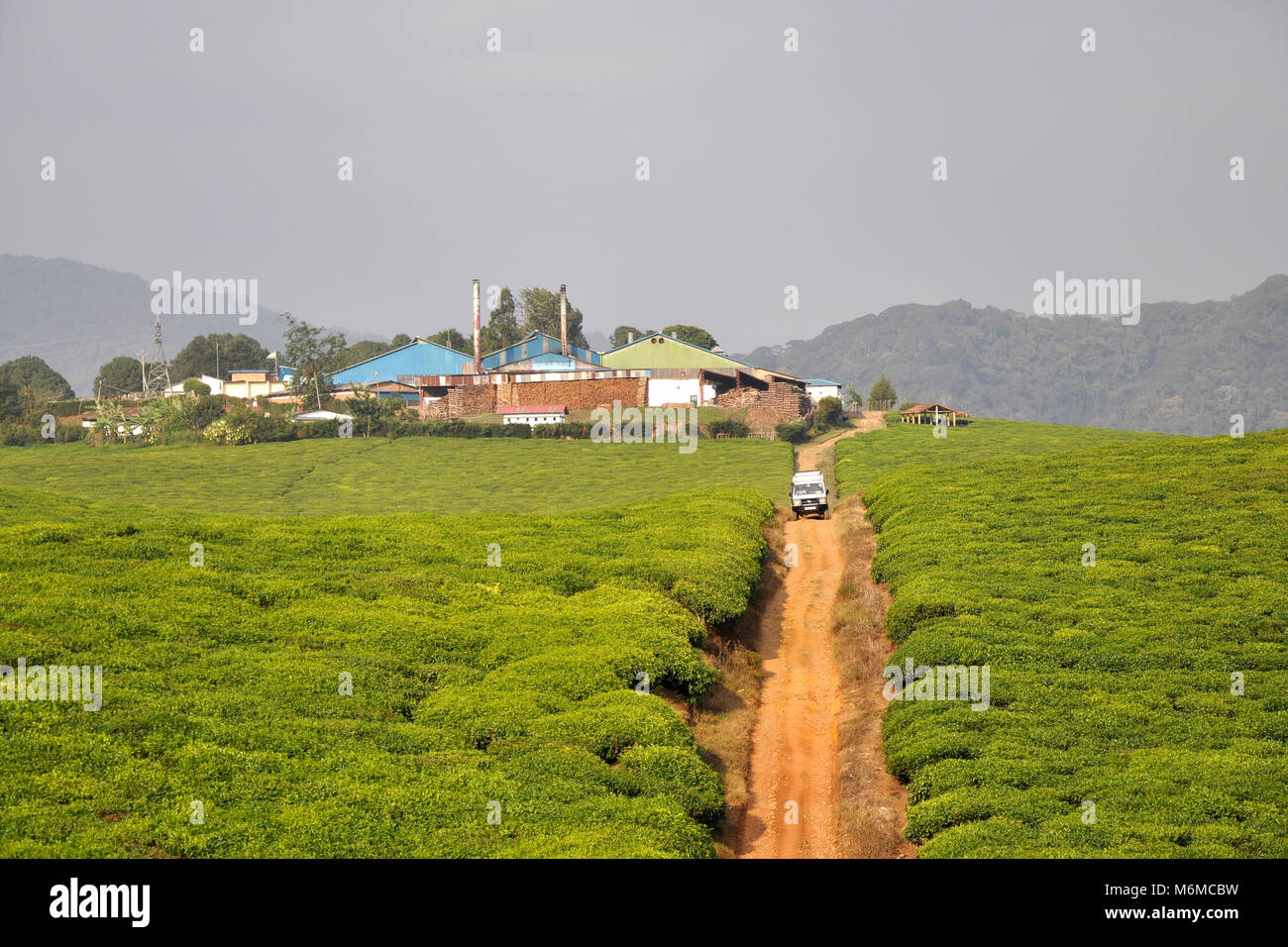 Rwanda, Nyungwe National Park, Tea Plantation Stock Photo - Alamy