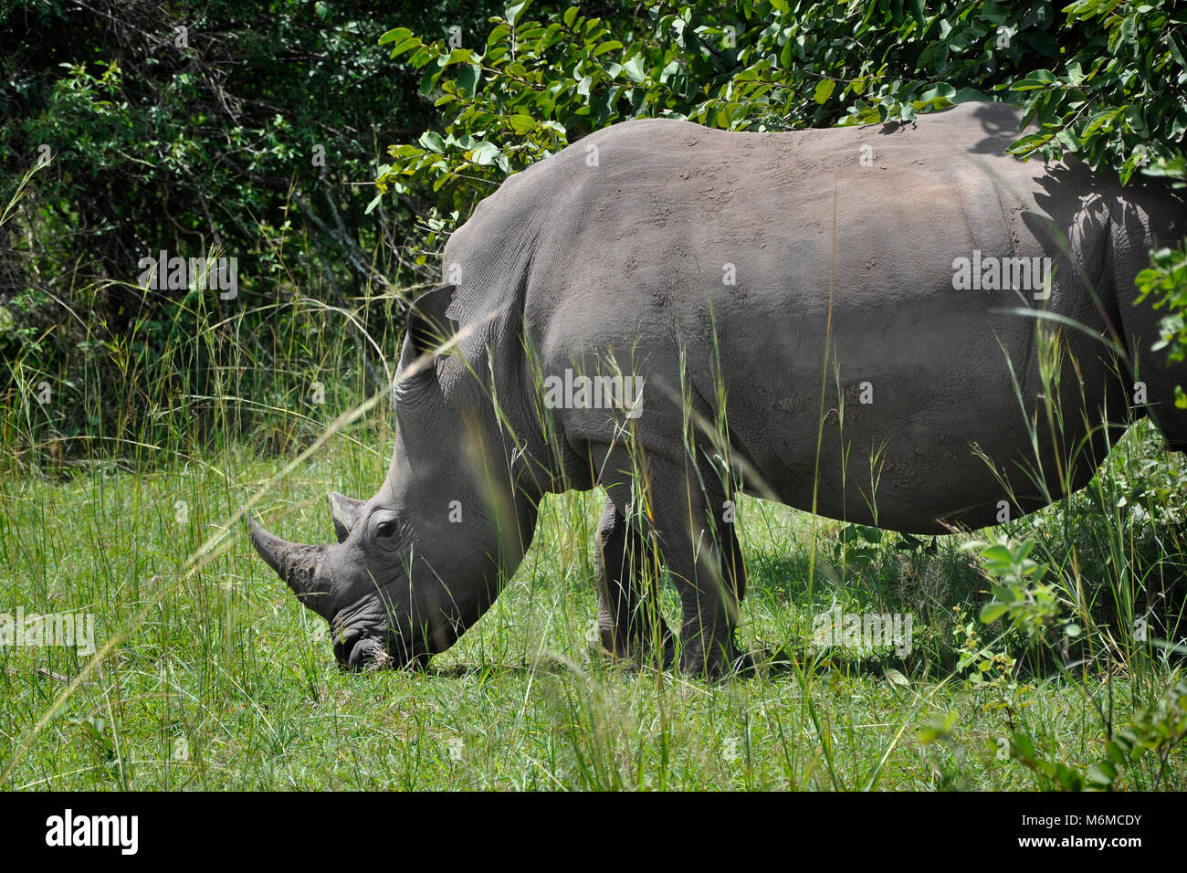 Uganda, Ziwa Rhino Sanctuary Gate, Rhinos Stock Photo - Alamy
