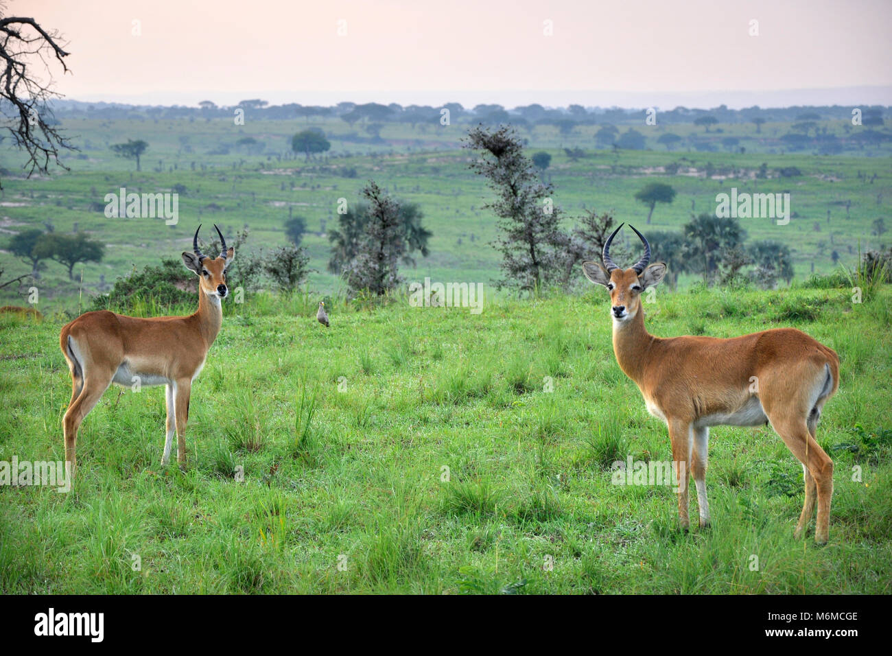 African traditions uganda hi-res stock photography and images - Alamy