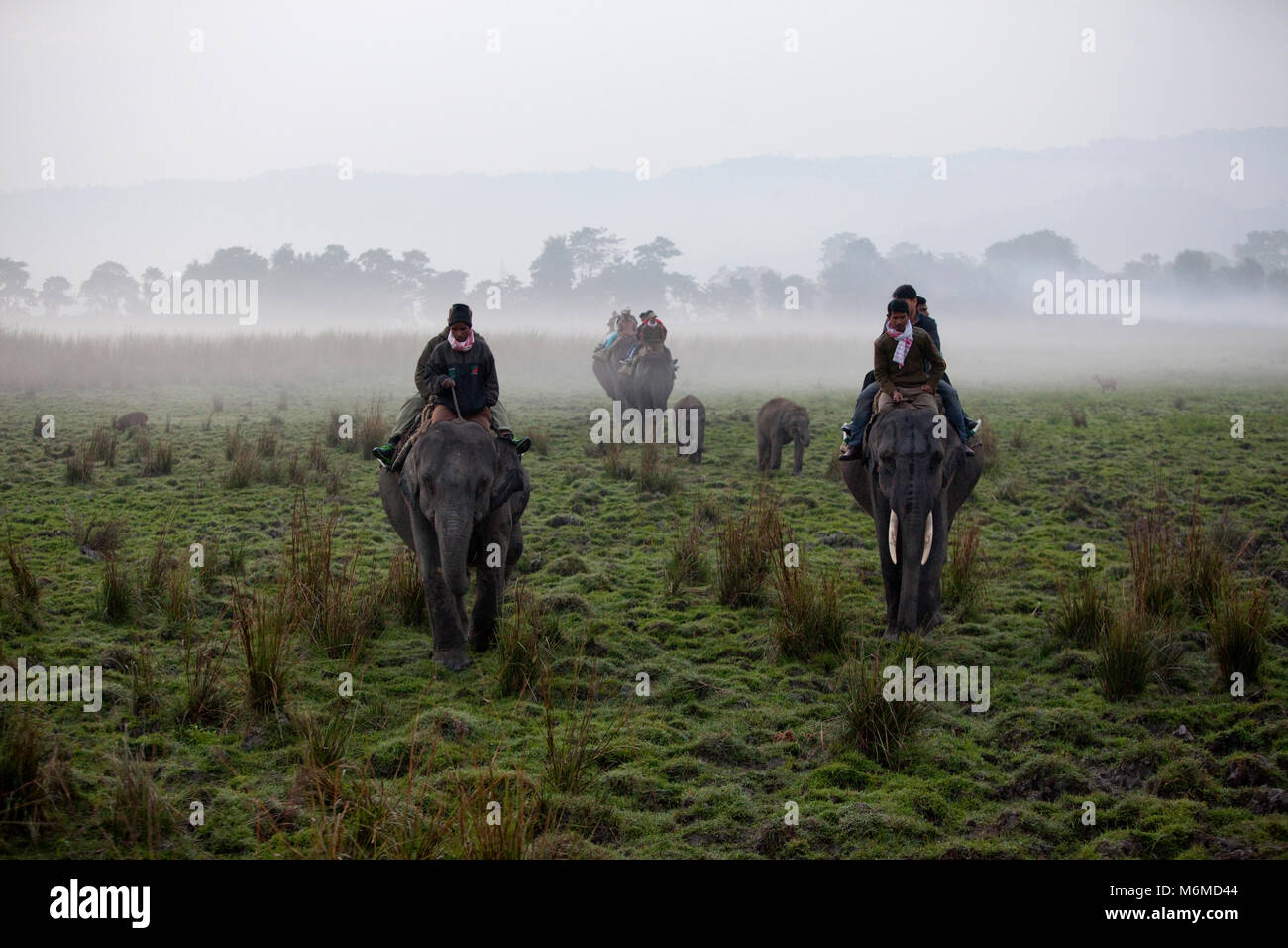 Elephant back safari through the mist Stock Photo - Alamy