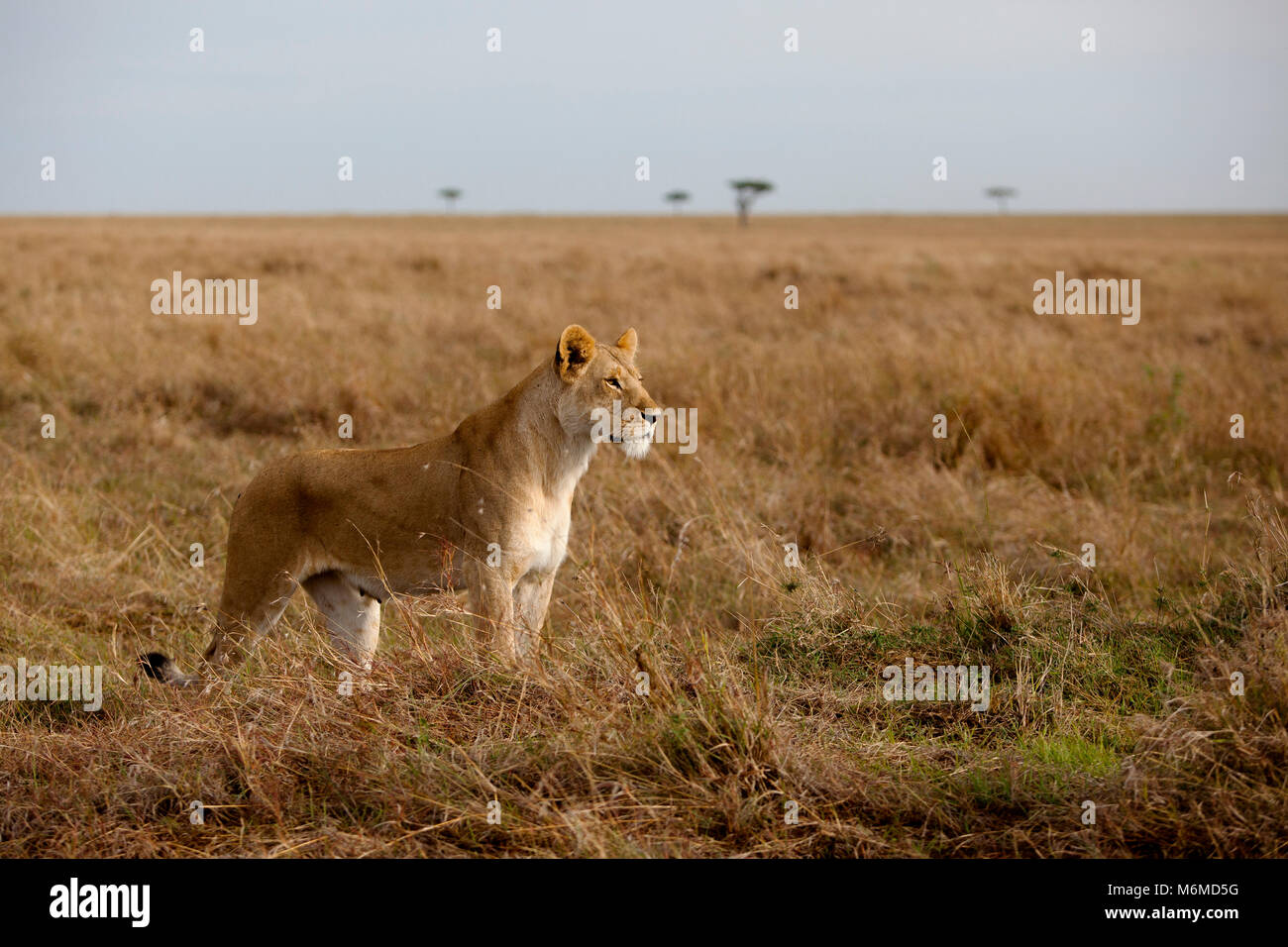 Lion looking out over the plains of the Maasai Mara Stock Photo - Alamy