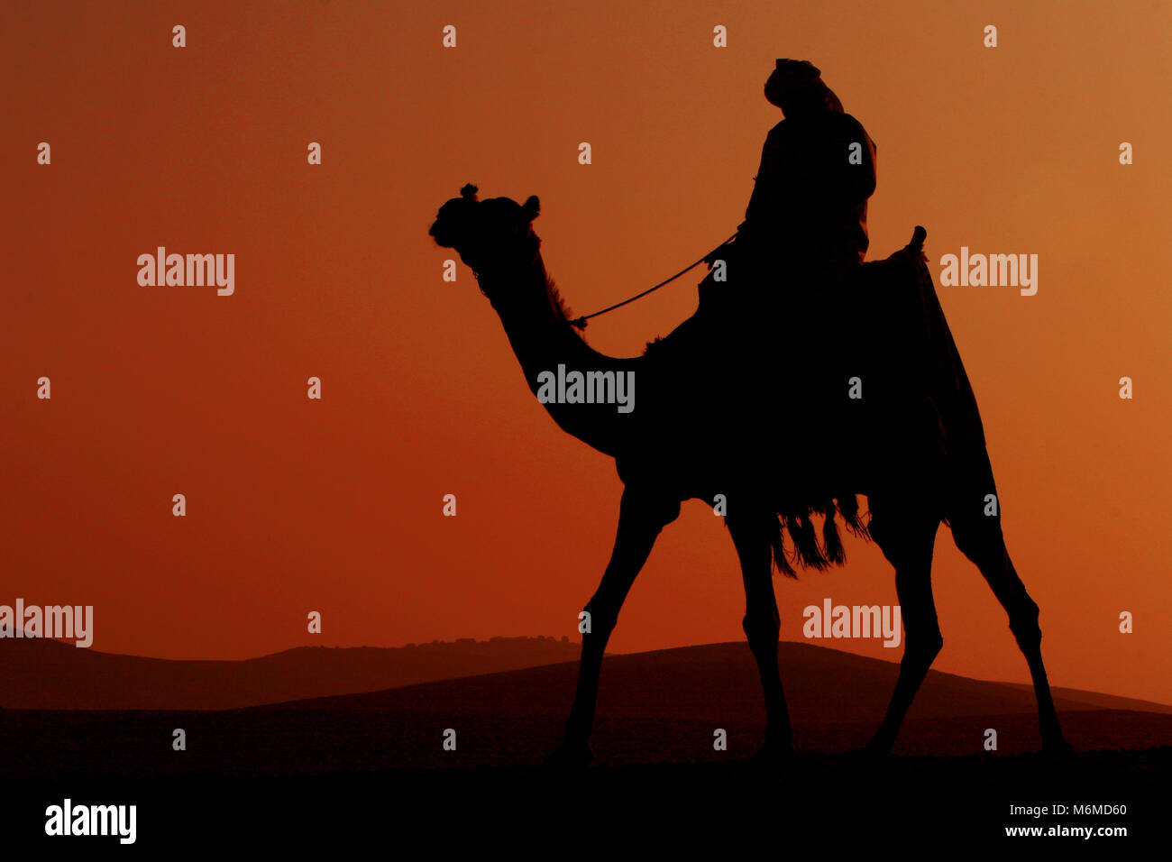 Camel silhouette pyramids hi-res stock photography and images - Alamy