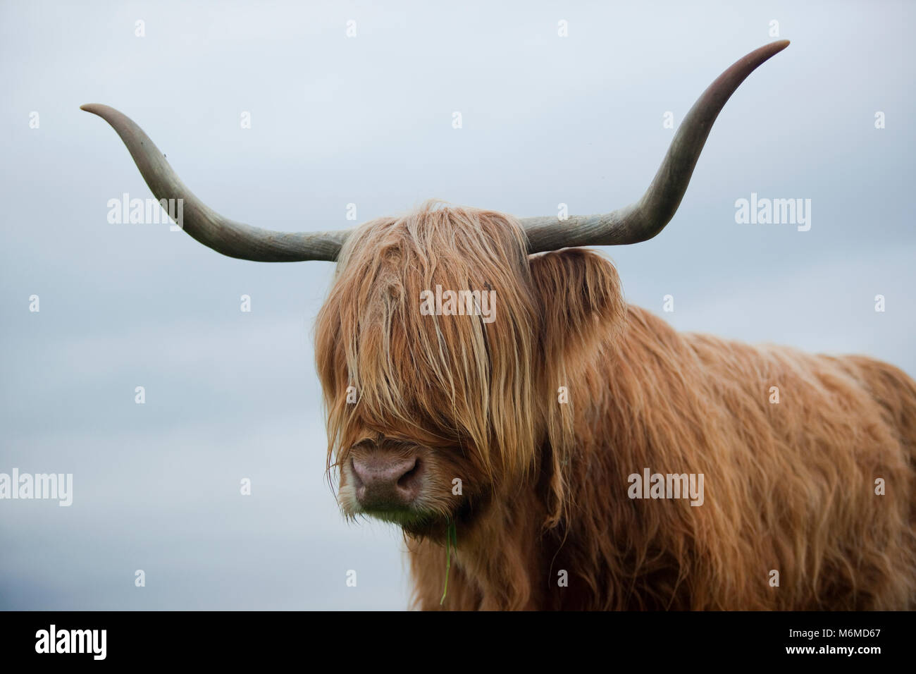 Shaggy hair cow hi-res stock photography and images - Alamy