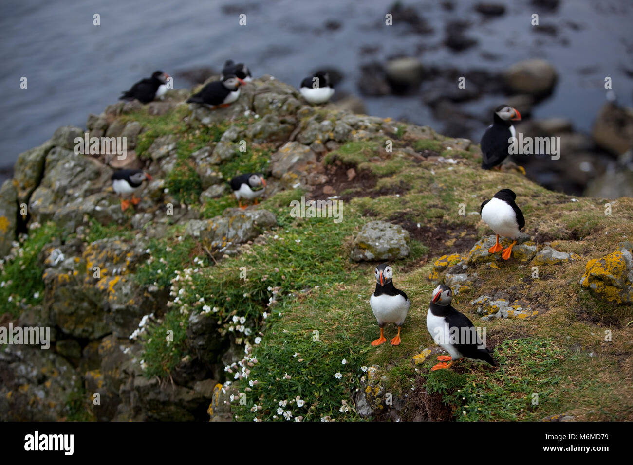 A flock of puffins Stock Photo - Alamy