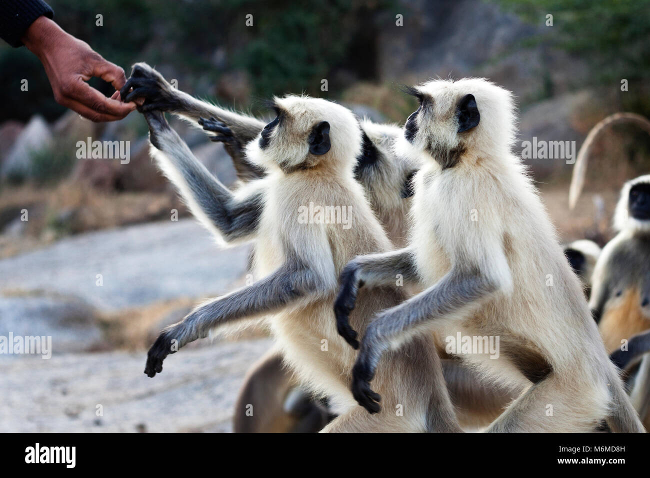 Monkeys hand hi-res stock photography and images - Alamy