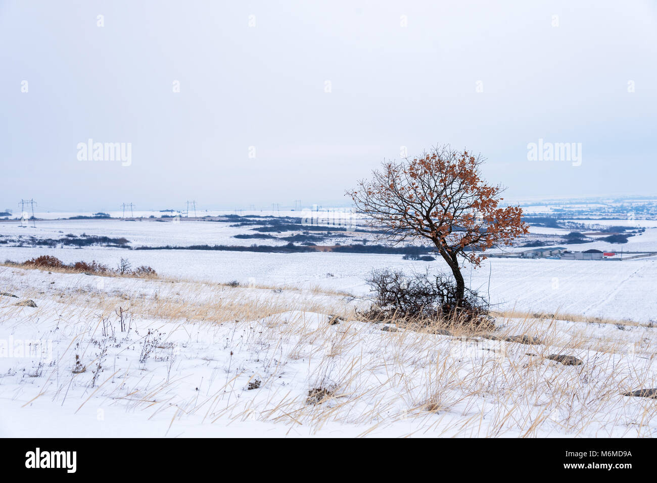Alone tree in a mountains. First winter snow Stock Photo - Alamy