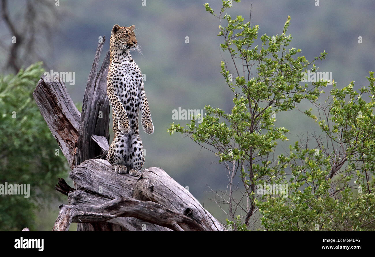 A leopard striking a pose, Kruger National Park Stock Photo - Alamy