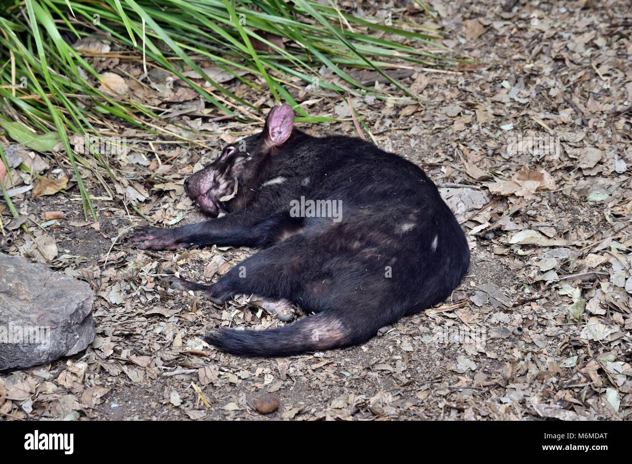 Wild tasmanian devil endangered with extinction in Australia Stock ...