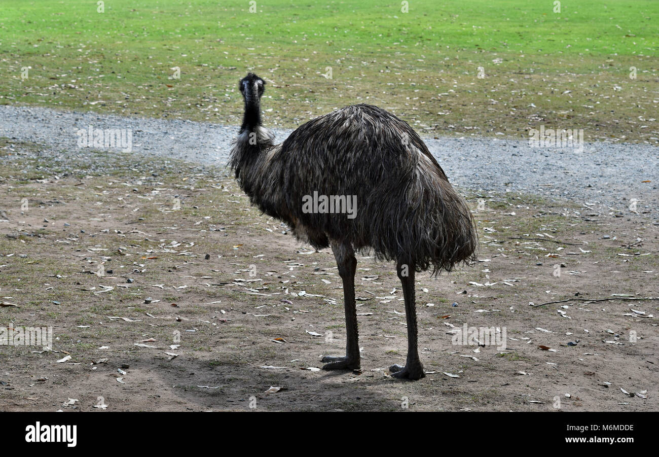 Funny australian emu with big orange eyes (Dromaius novaehollandiae ...