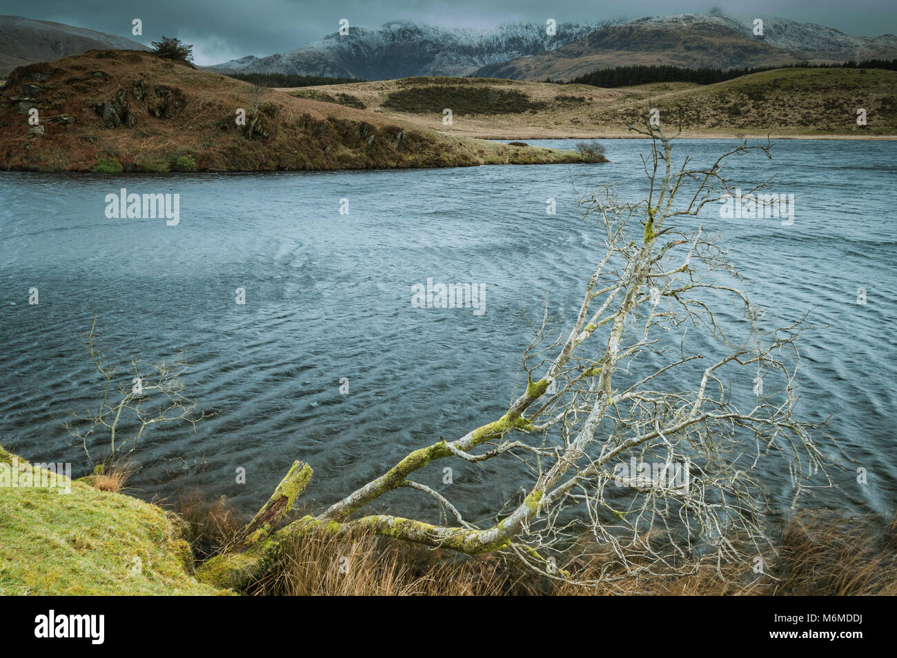 A lone tree juts into the water at Llyn Y Dywarchen in the Snowdonia ...