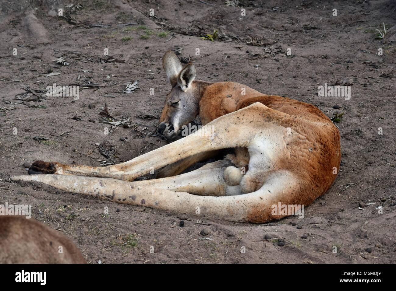 Wild red kangaroo sleeping and resting on the grass in the park in ...