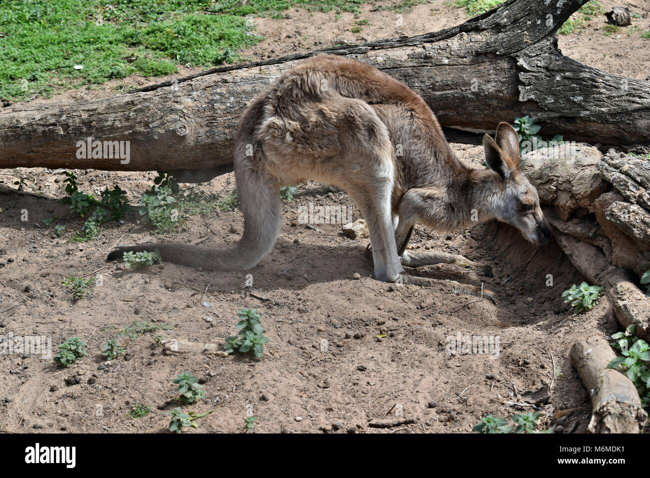 Wallaroo wildlife park hi-res stock photography and images - Alamy