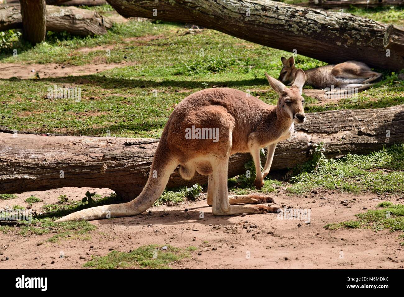 Wild red kangaroo standing and resting on the grass in the park in ...