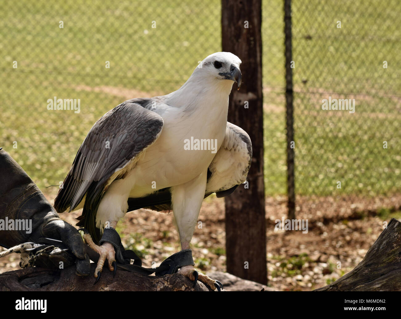 A majestic huge White bellied sea eagle (Haliaeetus leucogaster ...