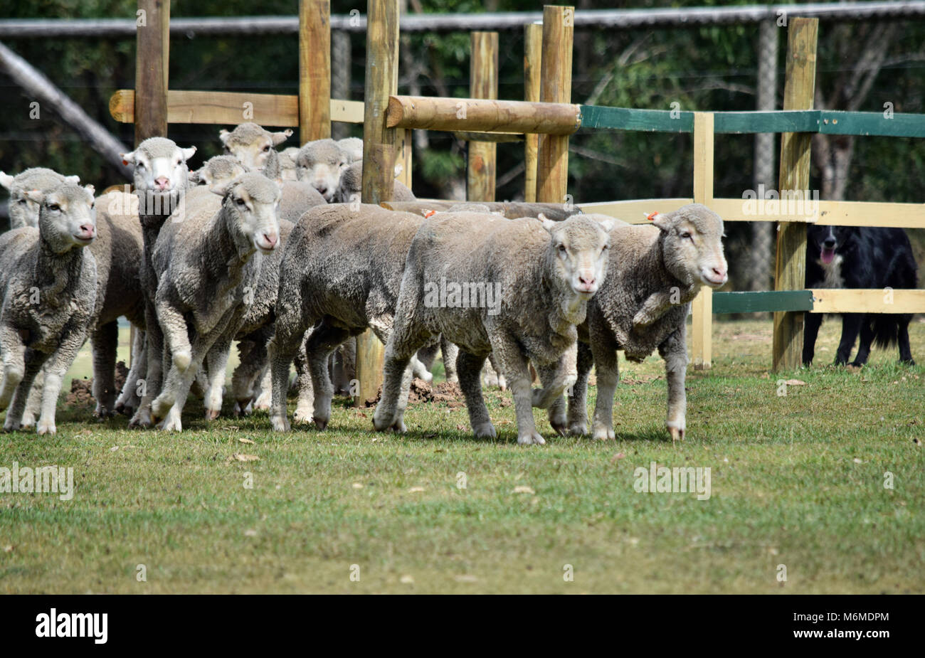 Escaping sheeps which a cattle dog kelpie chasing in agriculture farm ...