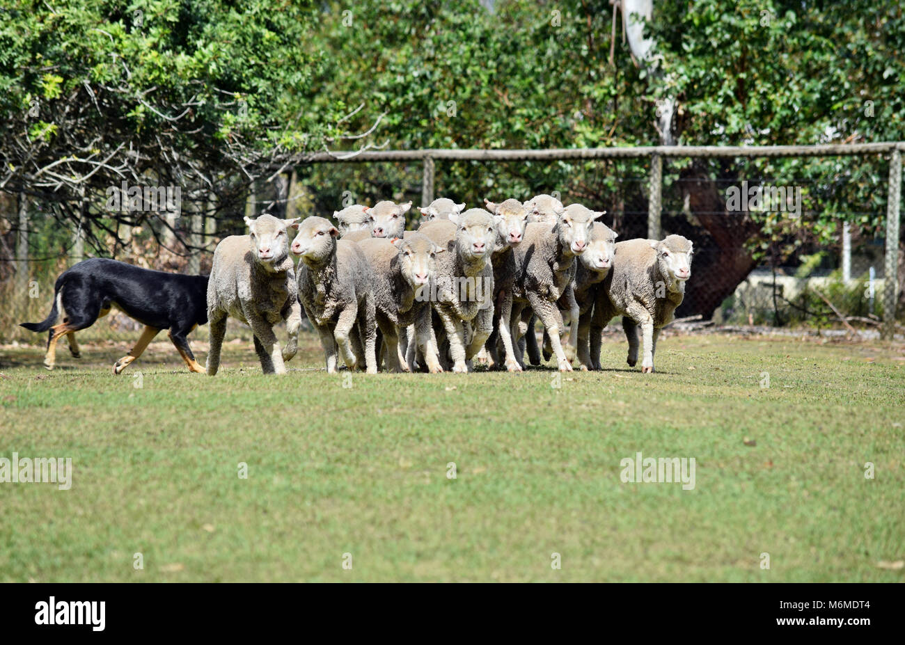 Escaping sheep hi-res stock photography and images - Alamy