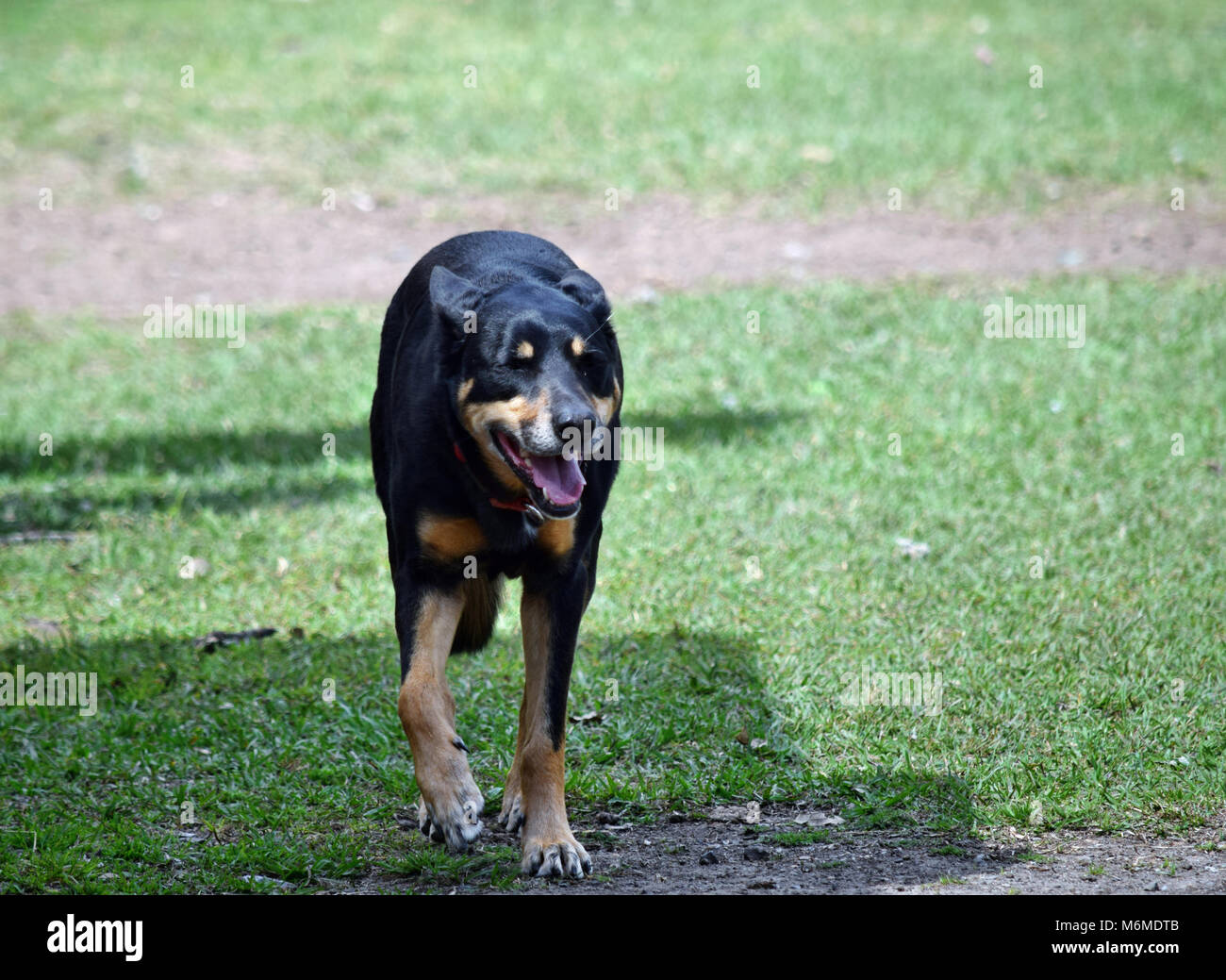 Cattle dog cross kelpie to protect sheep cattle on the grass in ...