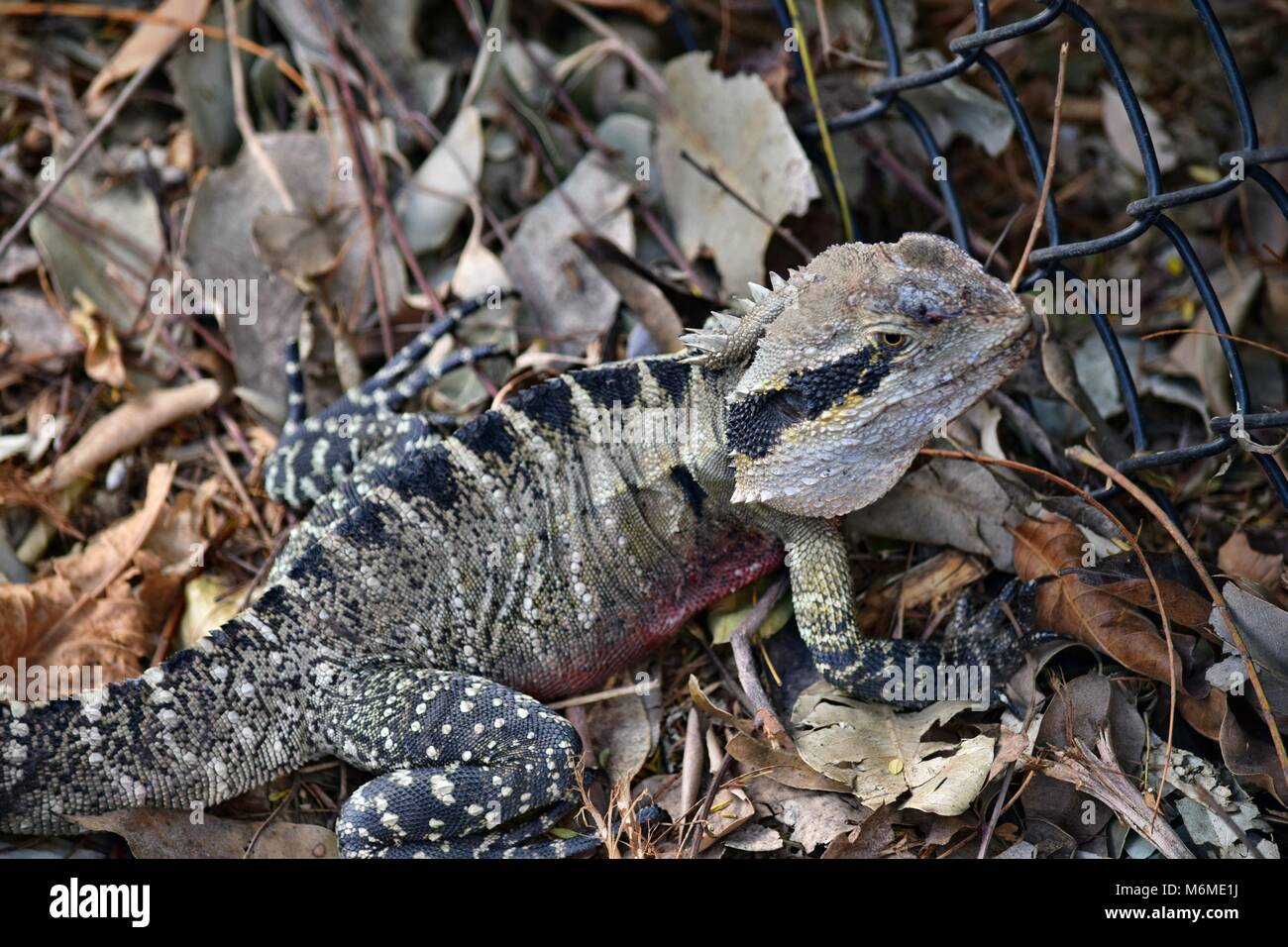 The Australian lizard eastern water dragon ( Physignathus lesueurii) on ...