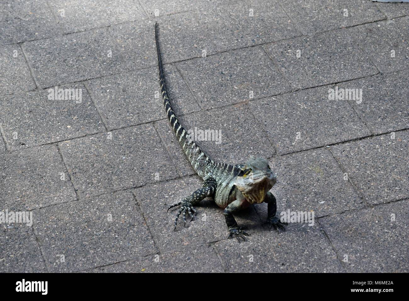 The Australian lizard eastern water dragon ( Physignathus lesueurii) on ...