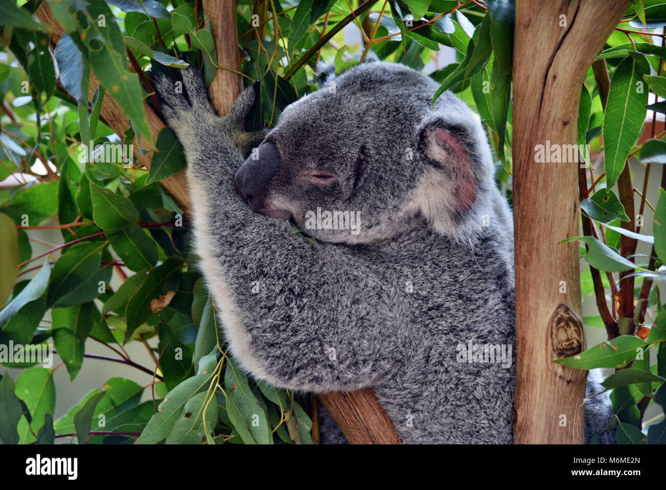 Cute koala looking on a tree branch eucalyptus in Australia Stock Photo ...