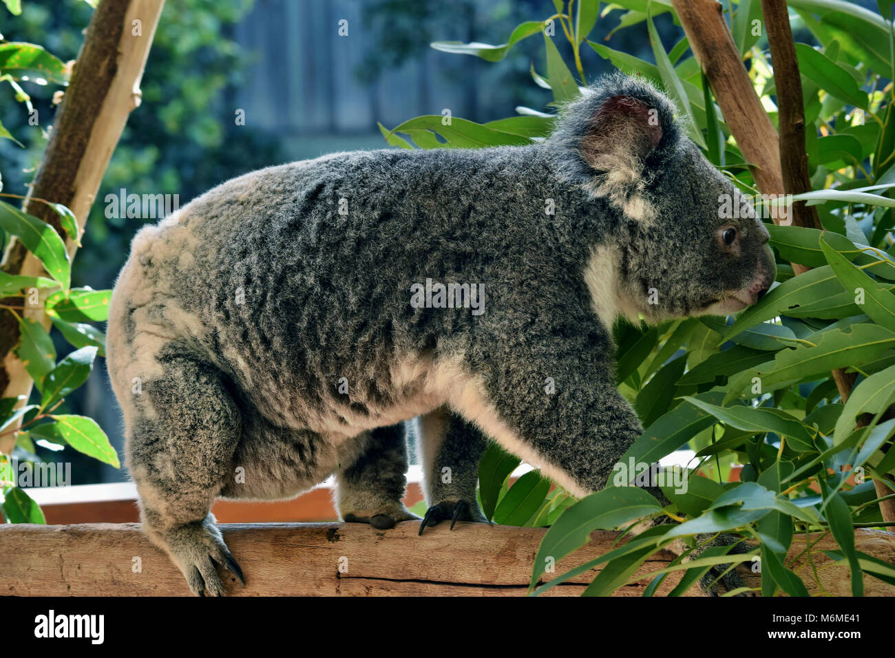 Cute huge koala walking on a tree branch eucalyptus in Australia Stock ...