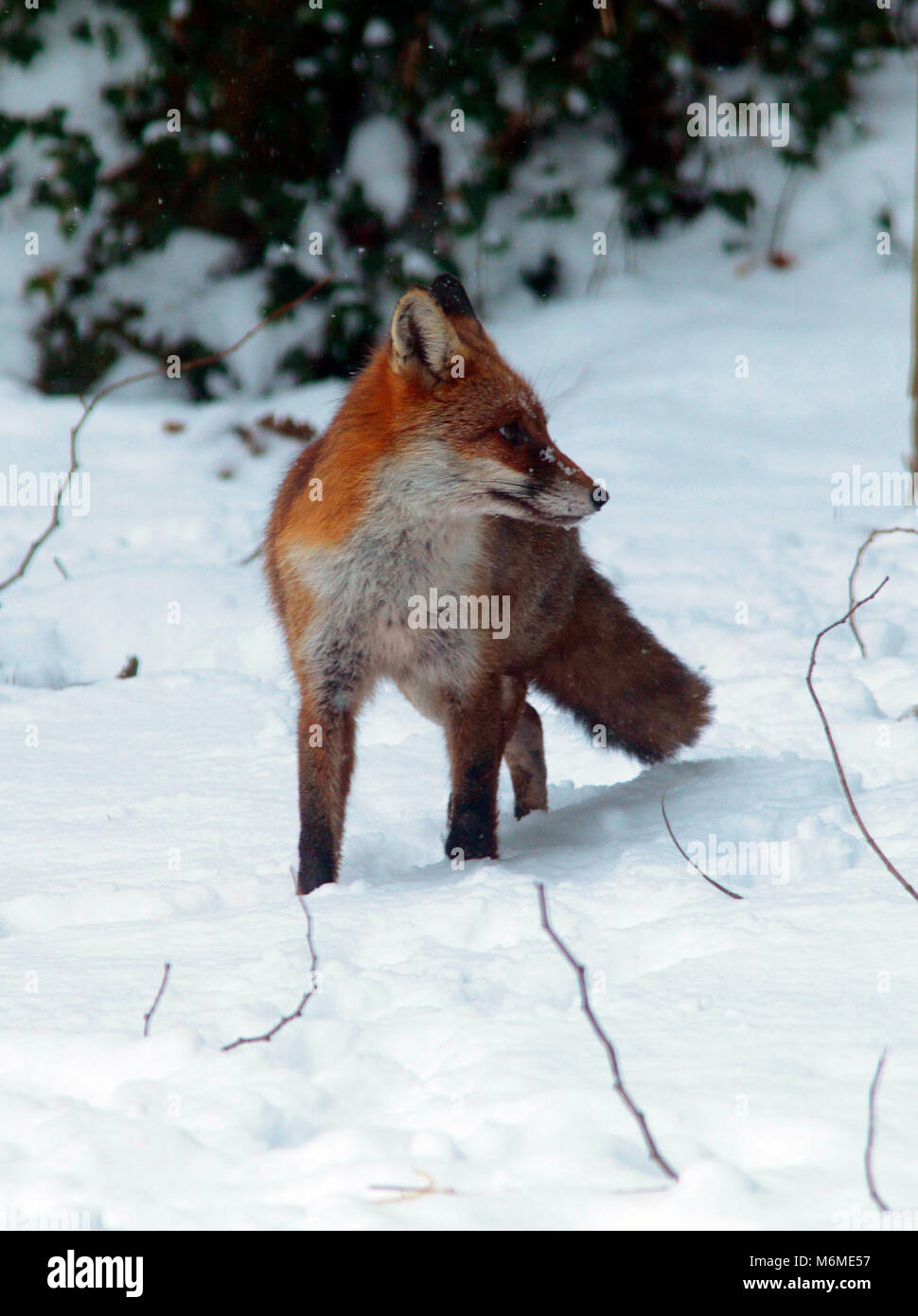 Red Fox in Winter Stock Photo - Alamy