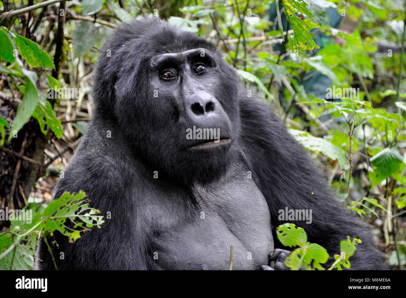 Mountain gorillas uganda hi-res stock photography and images - Alamy