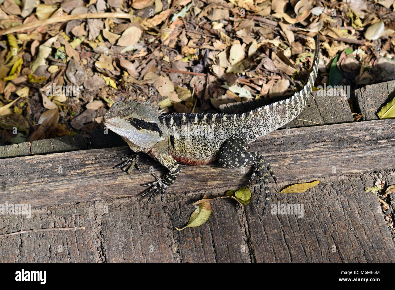 The Australian lizard eastern water dragon ( Physignathus lesueurii) on ...