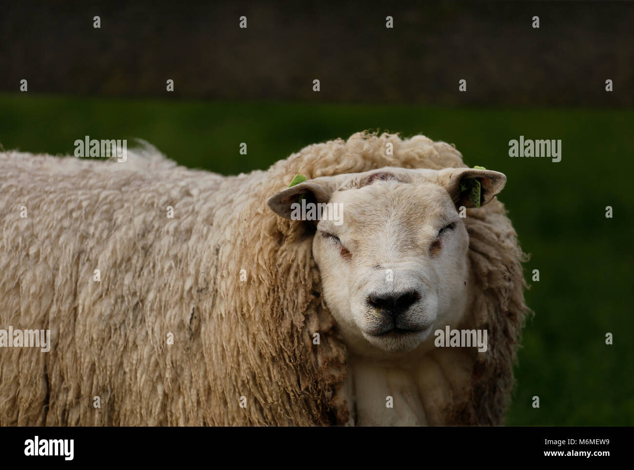 Sheep in the field in close up Stock Photo - Alamy