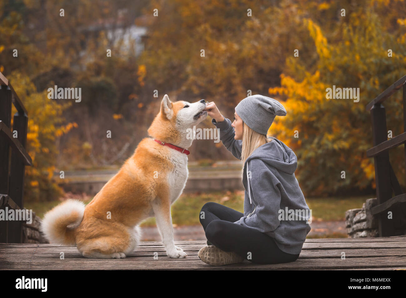 Female akita hi-res stock photography and images - Alamy