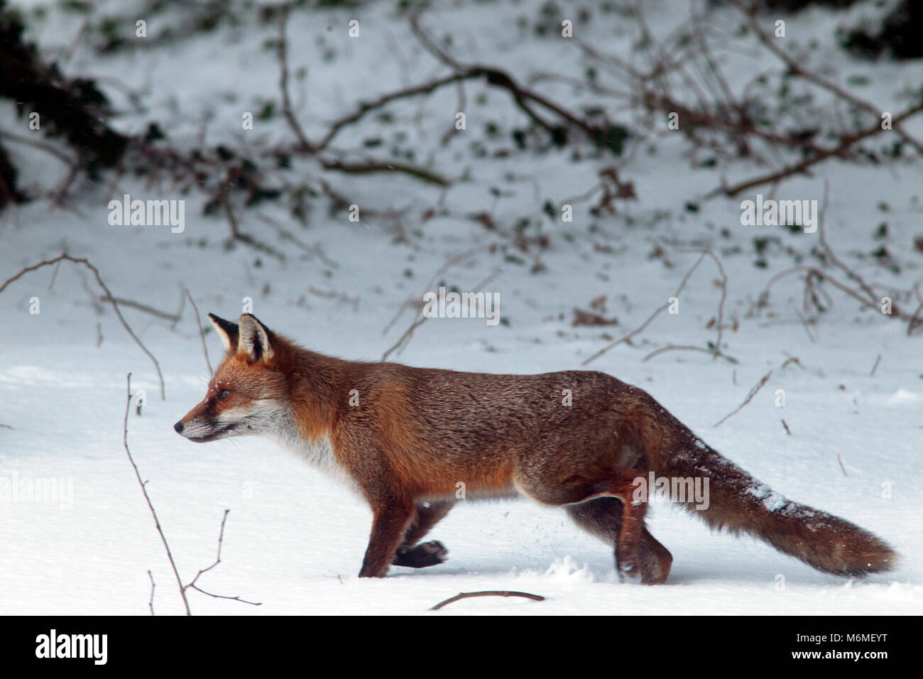 Red Fox in Winter Stock Photo - Alamy