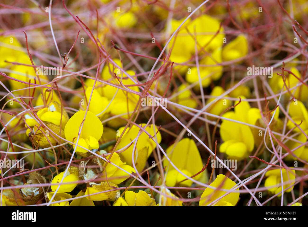 Common Dodder; Cuscuta epithymum; On Gorse Cornwall; UK Stock Photo - Alamy