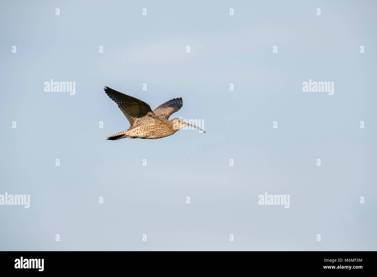 Curlew uk in flight hi-res stock photography and images - Alamy
