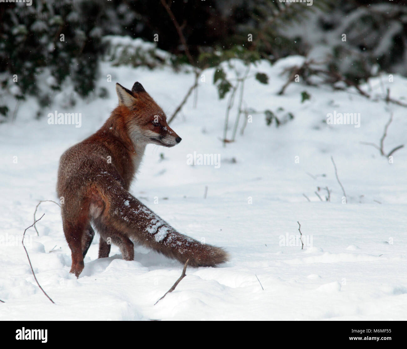 Red Fox in Winter Stock Photo - Alamy