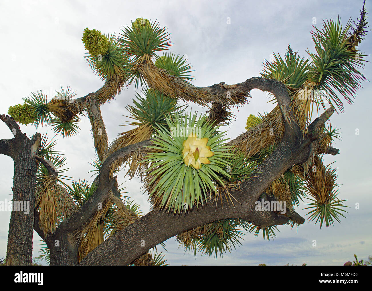 Joshua Tree in Arizona desert Stock Photo - Alamy