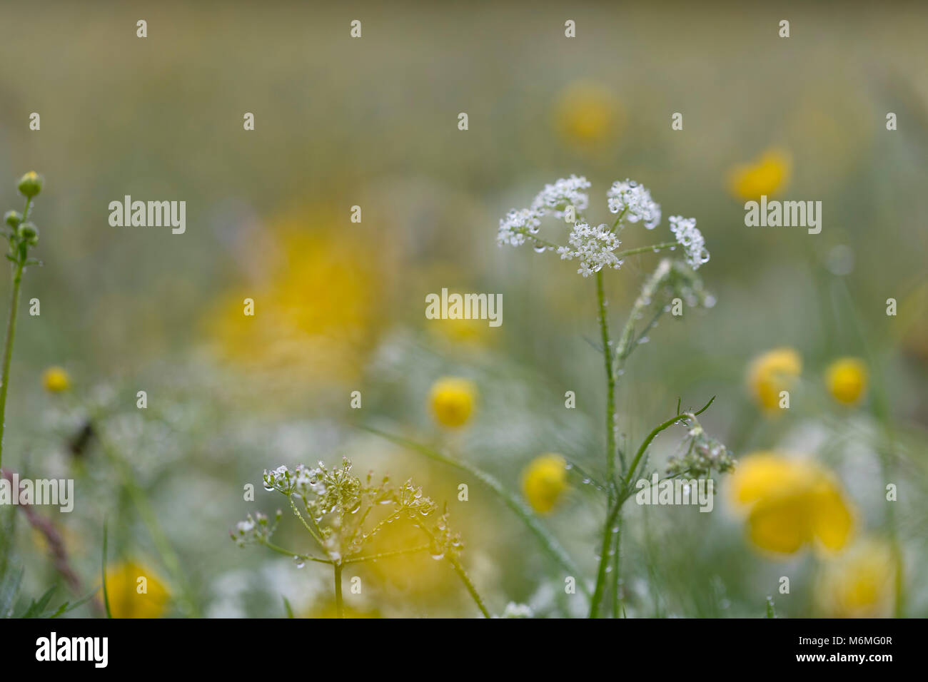 Pignut hi-res stock photography and images - Alamy