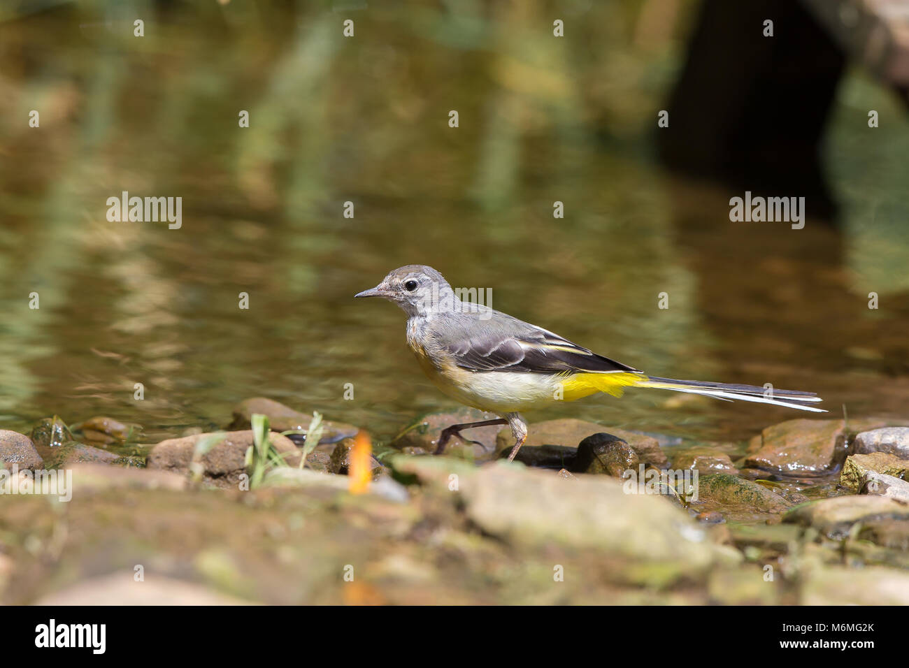 Detailed, close-up side view of wild, British grey wagtail bird ...