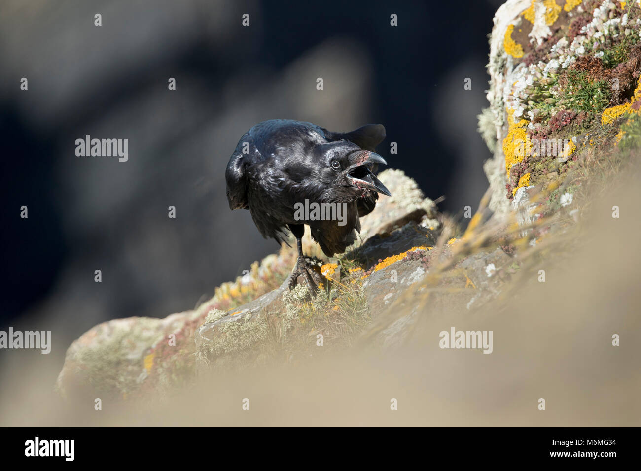 Raven Calling High Resolution Stock Photography and Images - Alamy