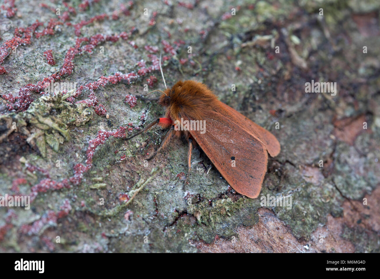 Ruby Tiger Moth; Phragmatobia fuliginosa Single on Wood Cornwall; UK ...