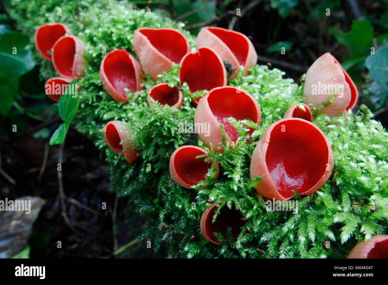 Scarlet elf cups hi-res stock photography and images - Alamy