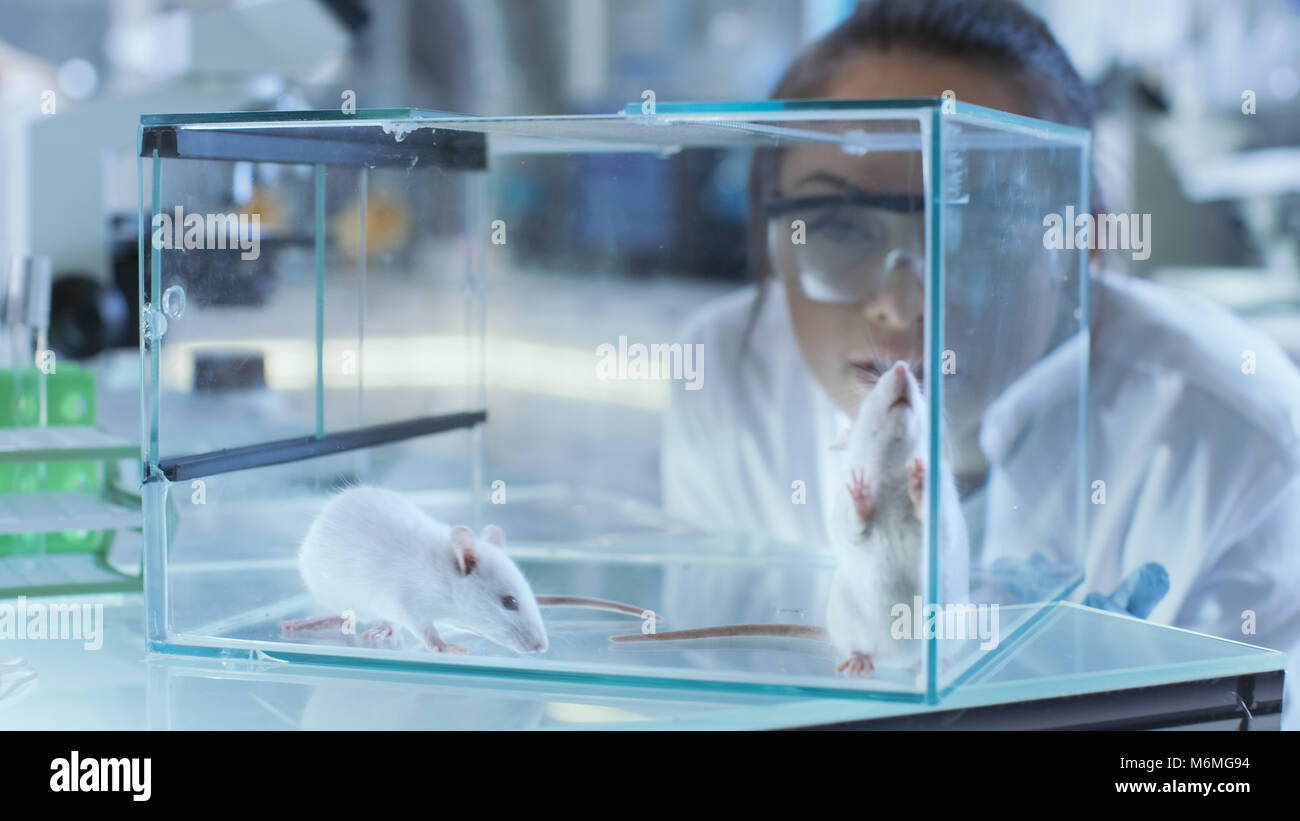 Laboratory rats cage hi-res stock photography and images - Alamy