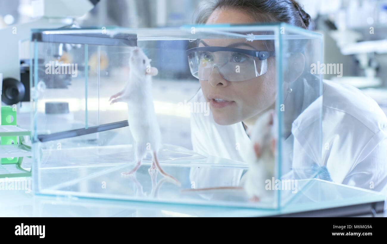 Medical Research Scientists Examines Laboratory Mice kept in a Glass ...