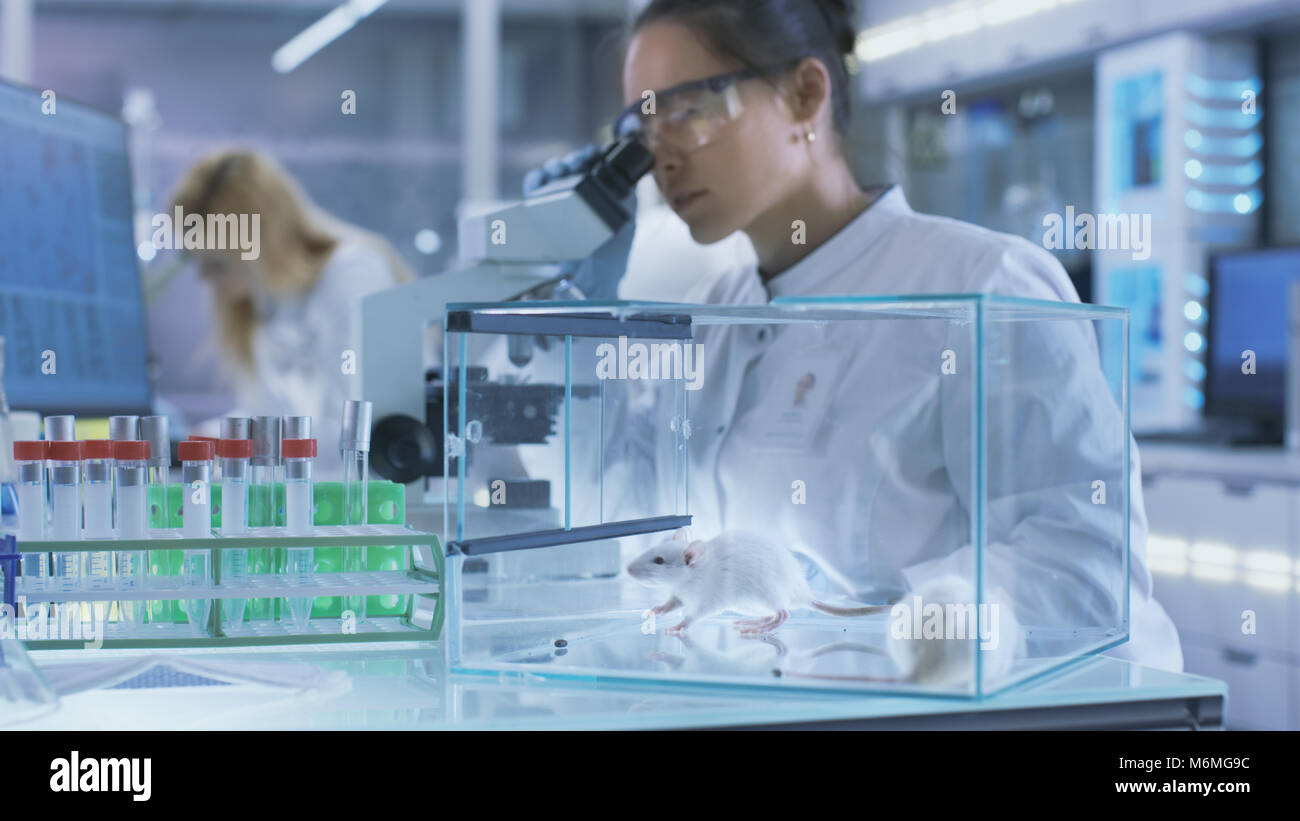 Medical Research Scientist Examines Laboratory Mice and Looks on Tissue ...