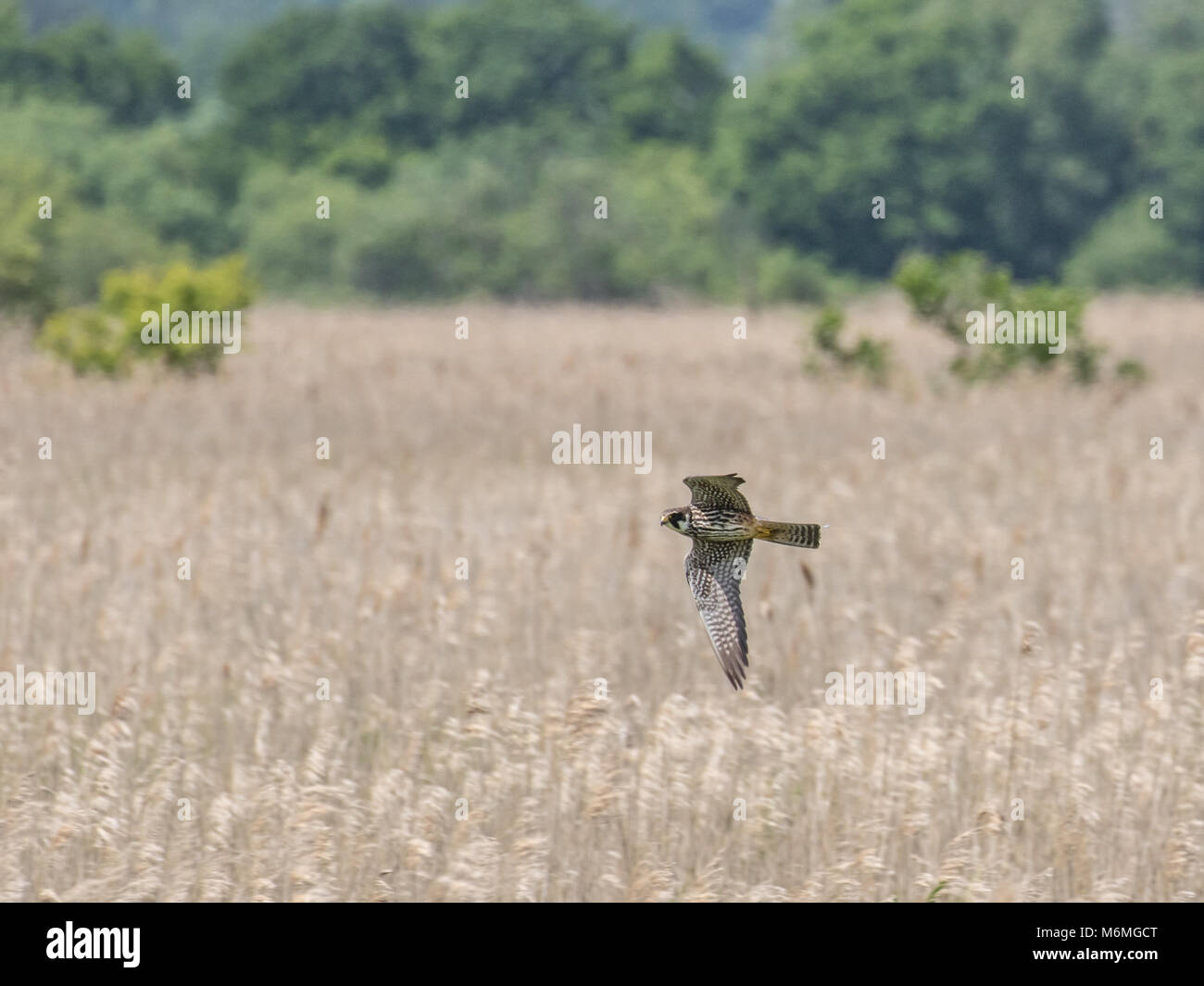 Hobby Flying across a reed bed Stock Photo - Alamy