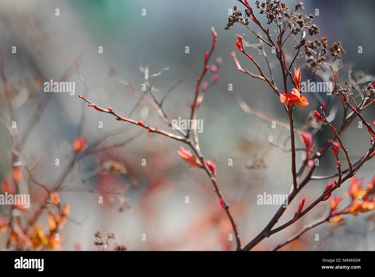 Young red leaves on branches in spring Stock Photo - Alamy