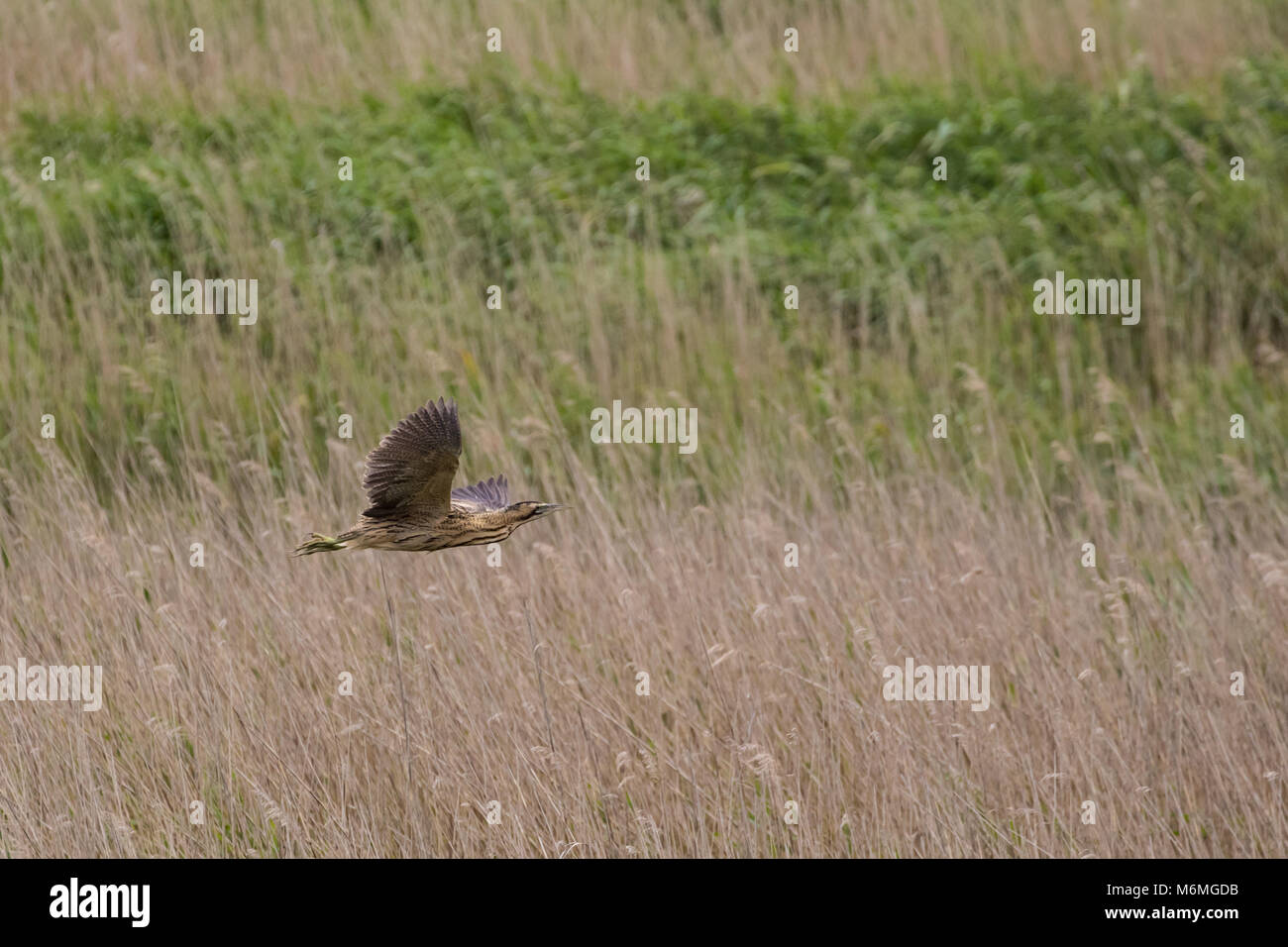 Flying bittern uk hi-res stock photography and images - Alamy