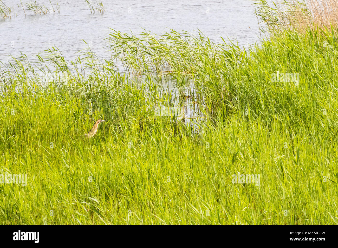 Bittern ( botaurus stellaris ) in reeds fishing. RSPB Minsmere Stock ...