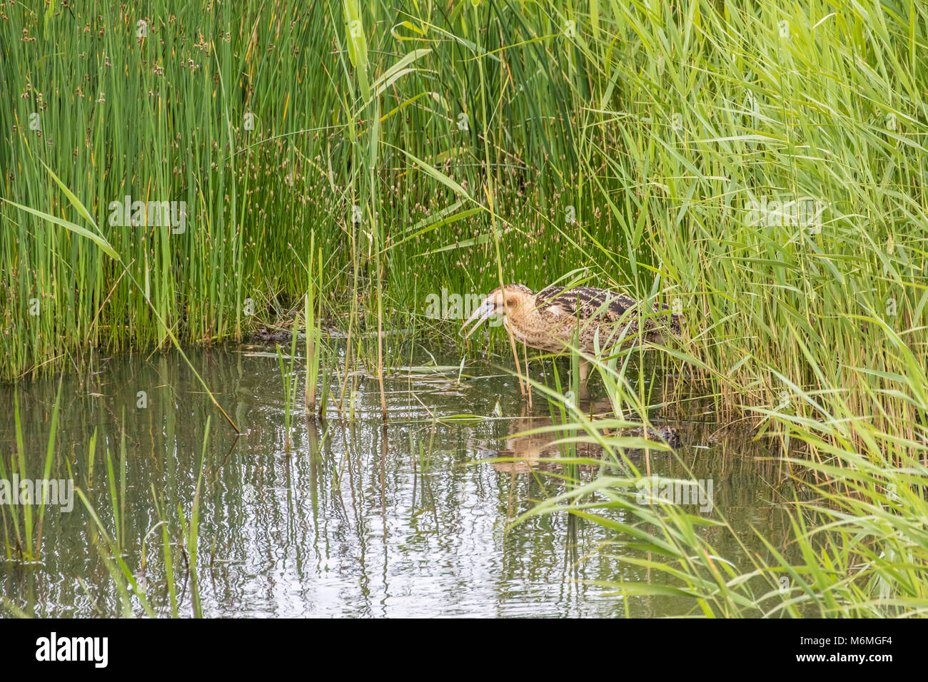 Minsmere wetlands hi-res stock photography and images - Alamy