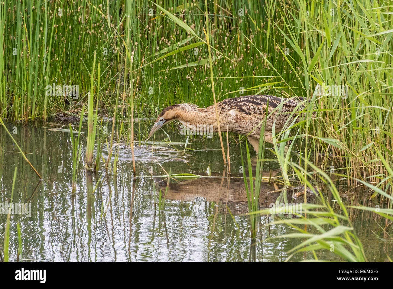 Bittern ( botaurus stellaris ) in reeds fishing. RSPB Minsmere Stock ...
