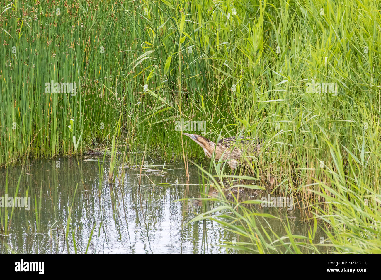 Bittern ( botaurus stellaris ) in reeds fishing. RSPB Minsmere Stock ...